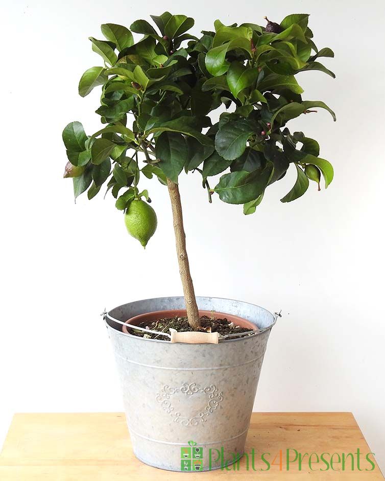 Lemon Trees - Fruiting Lemon Tree | Plants4Presents