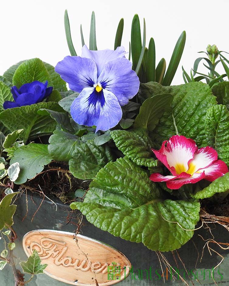 Spring Planters Delivered | Spring Flower Gifts