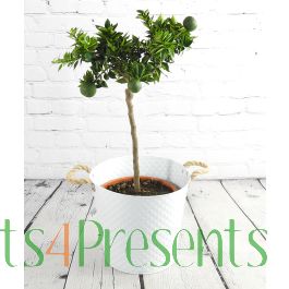 Chinotto Trees | Unusual citrus trees with next day delivery