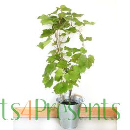 Bacchus vine makes a perfect gift with next day delivery