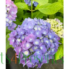 Giant Hydrangea