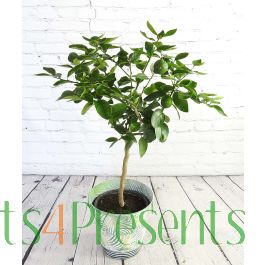 Lime Trees | Send large lime trees as gifts, fast Delivery
