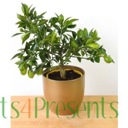 These fruity miniature lemon trees make a great gift with next day delivery