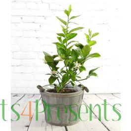 Lemon Bushes | Grow your own lemons with these windowsill gifts