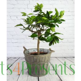 Lime Trees | Send large lime trees as gifts, fast Delivery