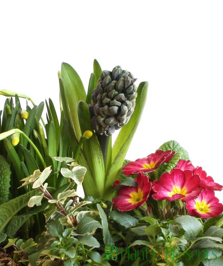 Spring Planters Delivered | Spring Flower Gifts