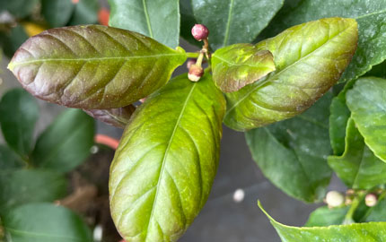 What causes the purple colouring on new citrus leaves and citrus fruits?