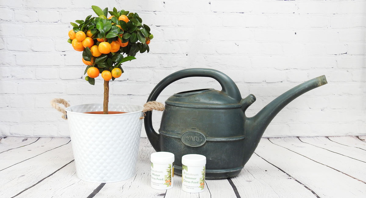 How to Correctly Care for Your Plants | Plants4Presents How to Correctly Care for Your Plants | Plants4Presents